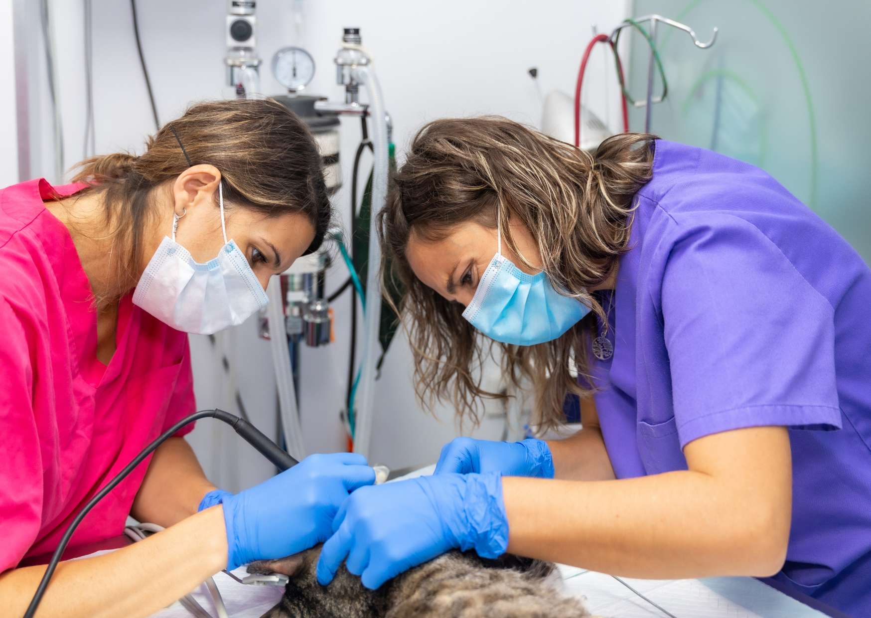 Veterinary Assistant Certification - Skill Edge